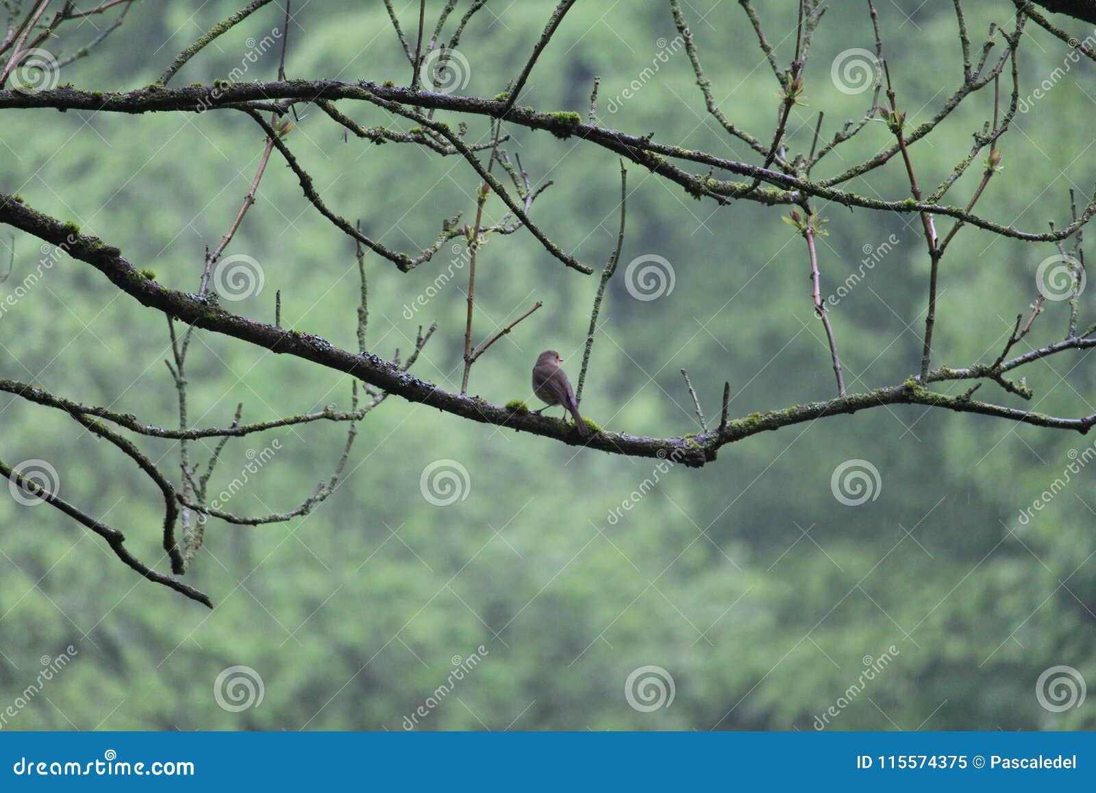 A Robin Standing on a Tree stock image. Image of white - 115574375