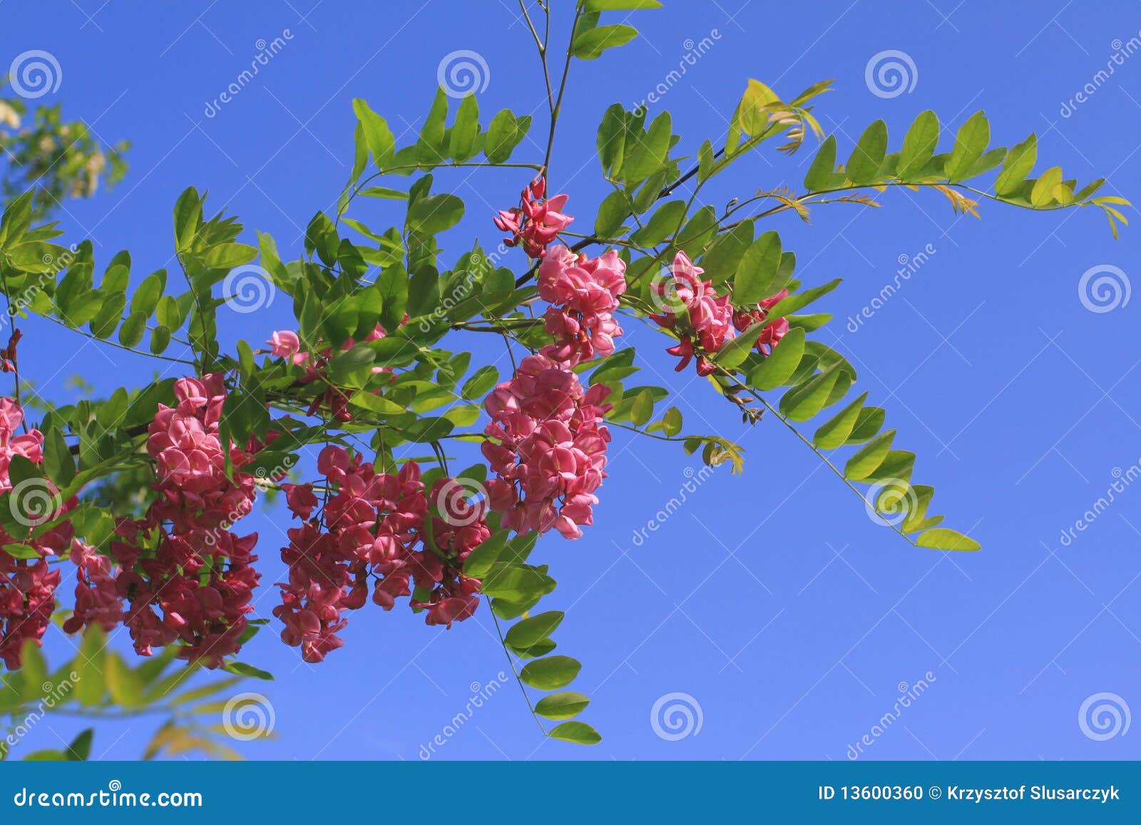 Robinia stock photo. Image of springtime, flora, flowers - 13600360