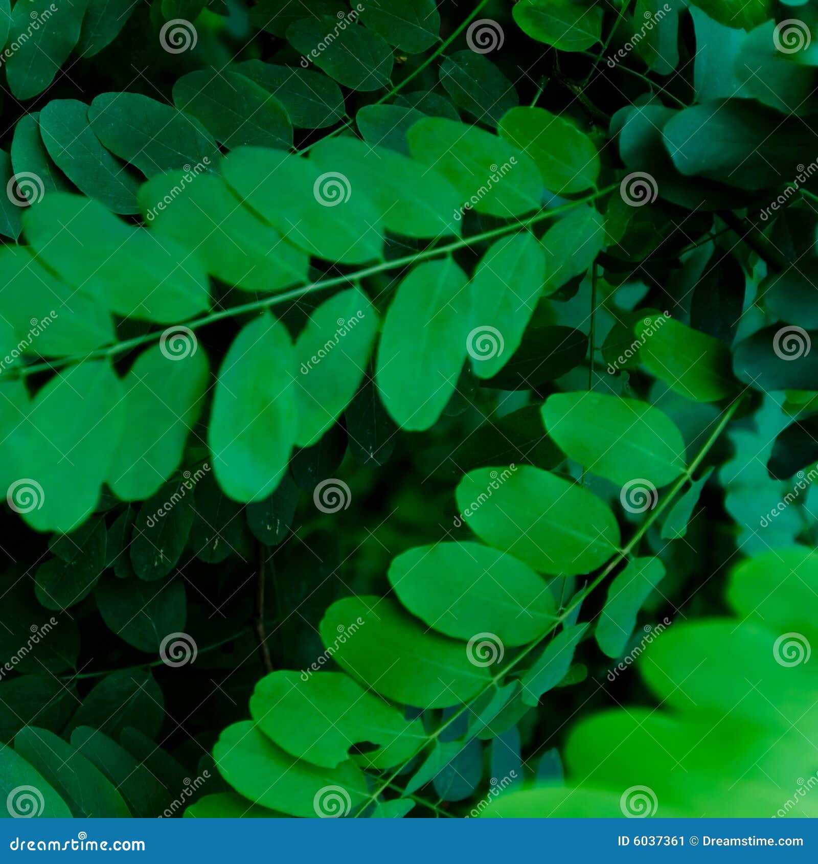 Robinia stock image. Image of bush, flora, leaves, leavestalk - 6037361