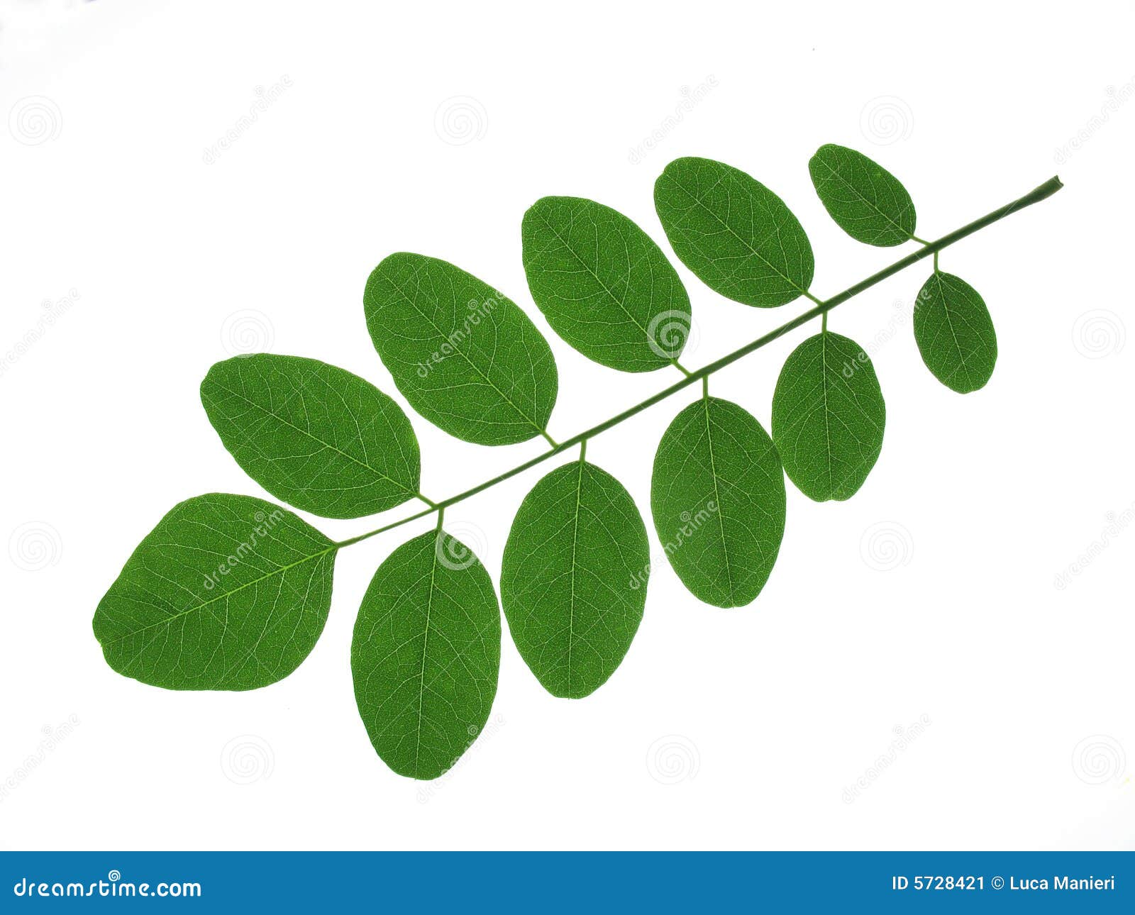 Robinia leaves stock image. Image of white, plant, tree - 5728421