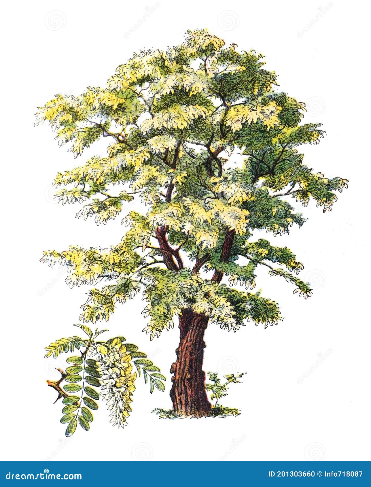 Robinia, Acacia, Shamacacia, Robinia Pseudoacacia, False Acacia, Locust ... Robinia, Acacia, Shamacacia, Robinia Pseudoacacia, False Acacia, Locust ...