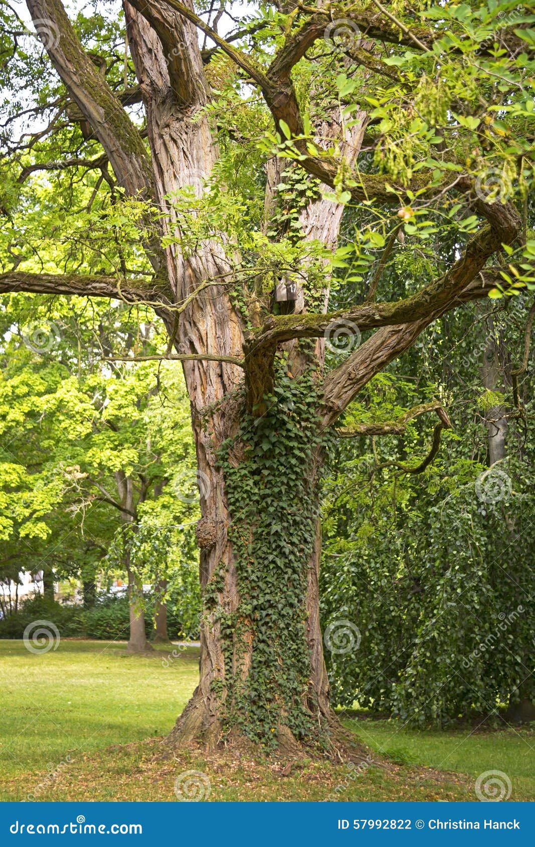 Robinia pseudoacacia stock photo. Image of leaf, branch - 57992822