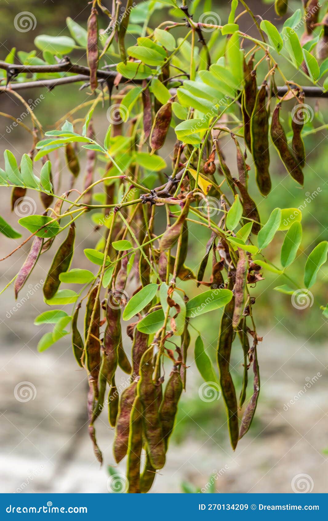 Robinia Pseudoacacia Ripe Seed Fruit on Twig Closeup Selective Focus ...