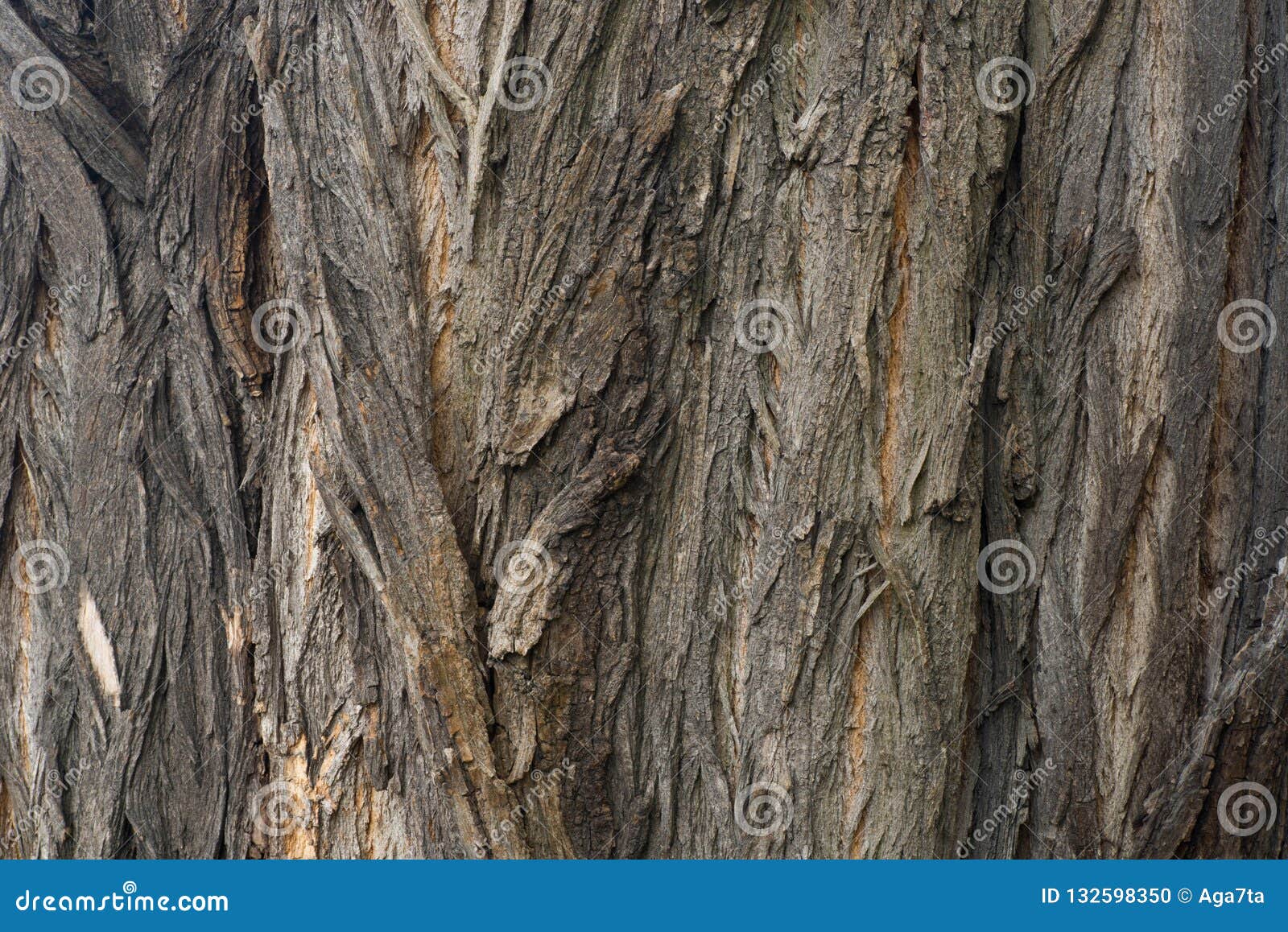 Robinia Tree Bark Tecture Bakground Stock Photo - Image of background ...