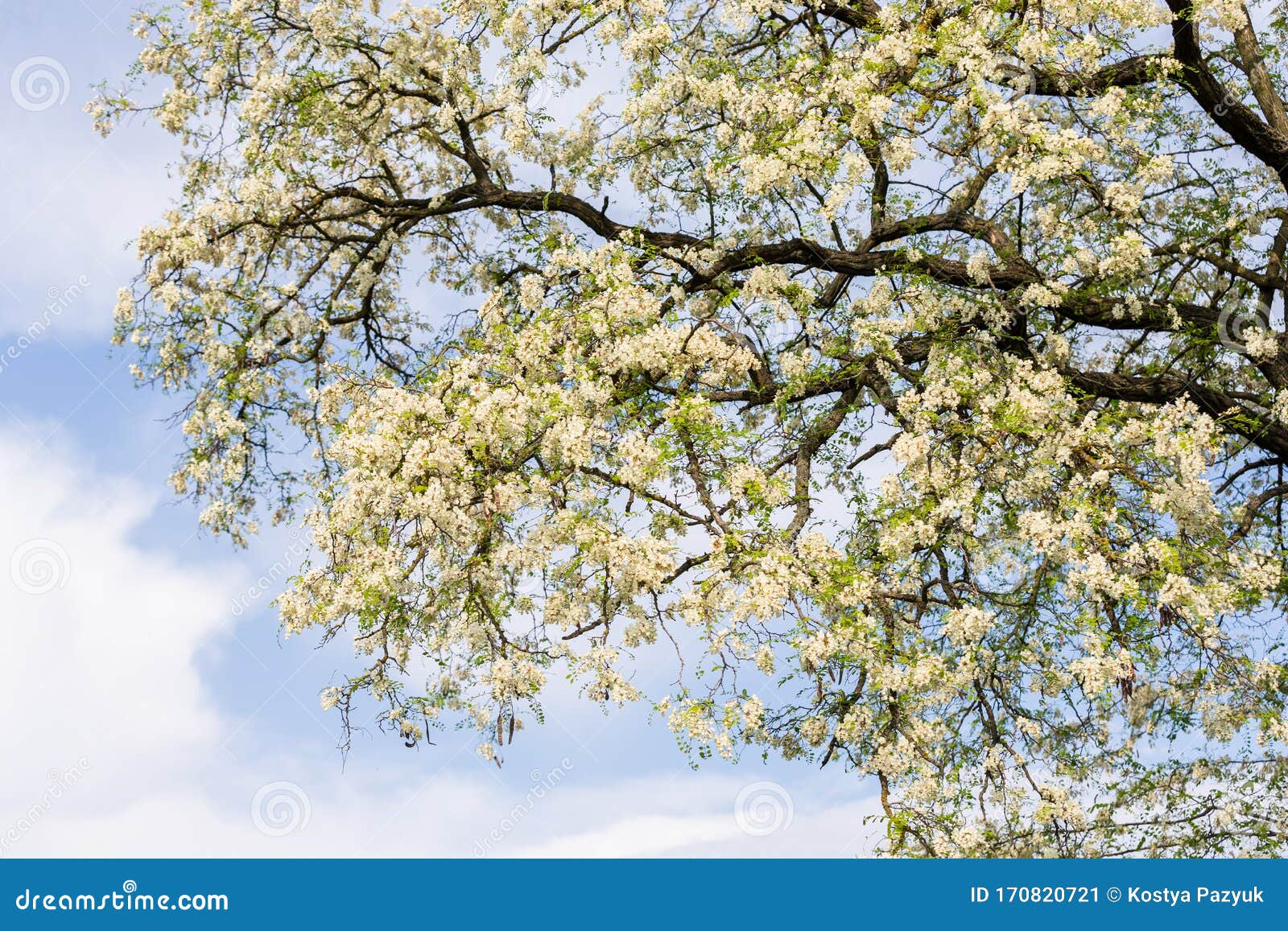 Robinia with White Flowering on a Spring Day Stock Image - Image of ...
