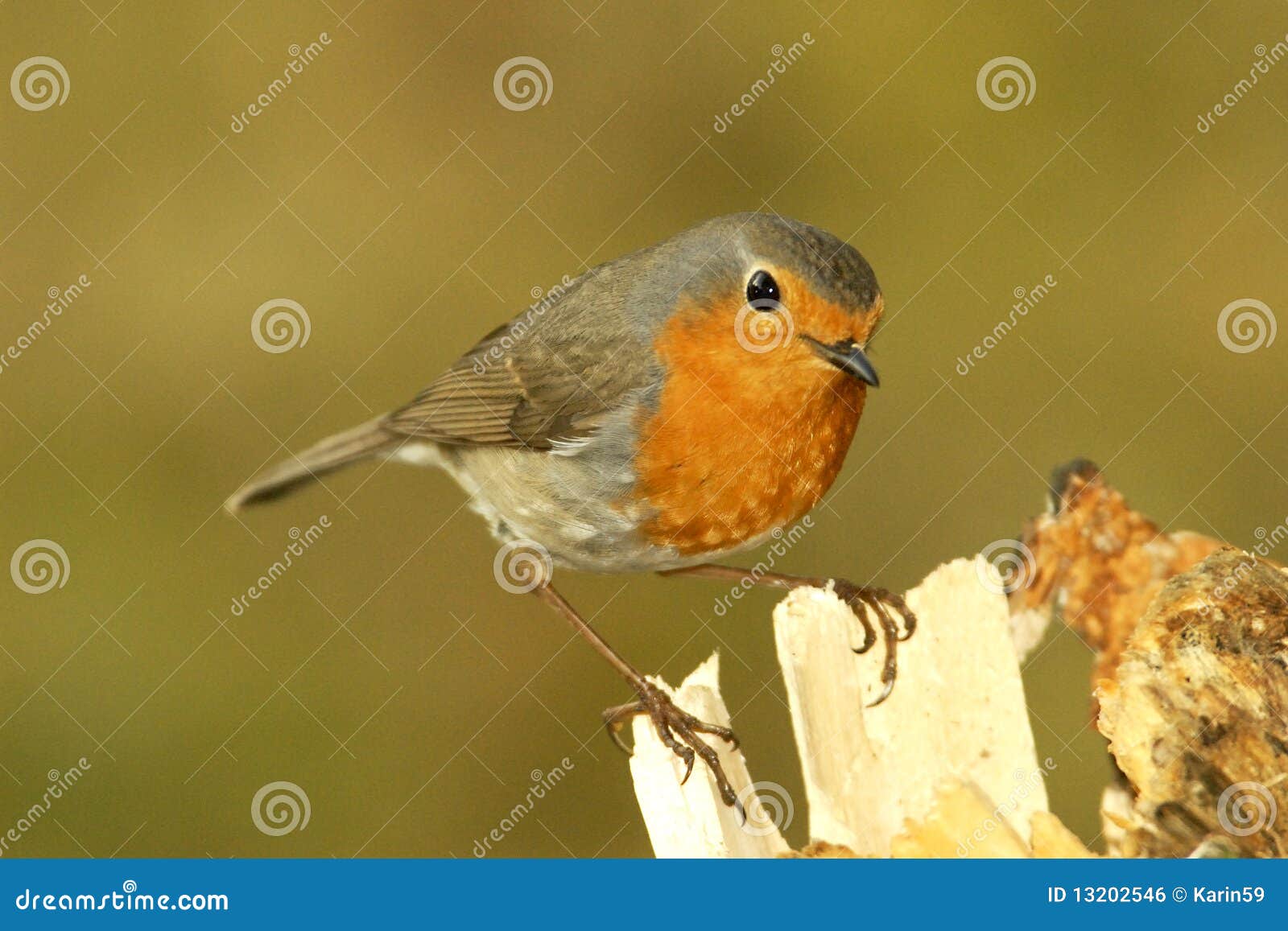 Robins stock photo. Image of macro, birds, feathers, robins - 13202546
