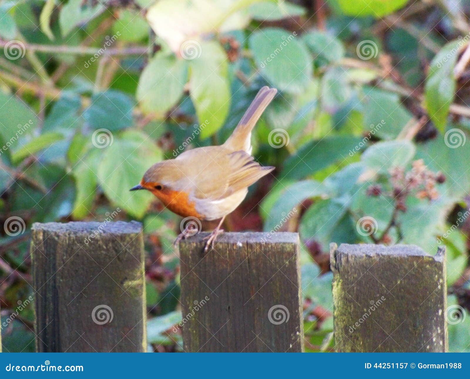 Robins pose stock image. Image of wildlife, pose, animals - 44251157