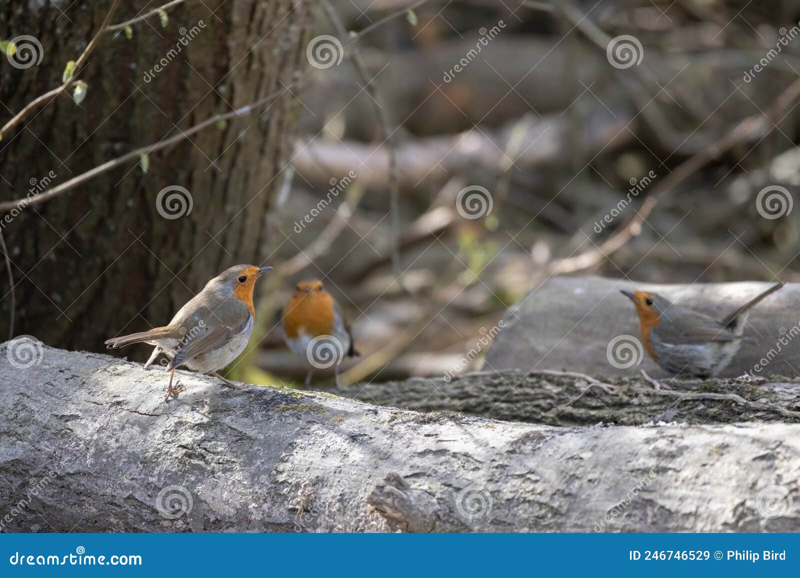 Robins Standing on a Log in Springtime Stock Image - Image of animal ...
