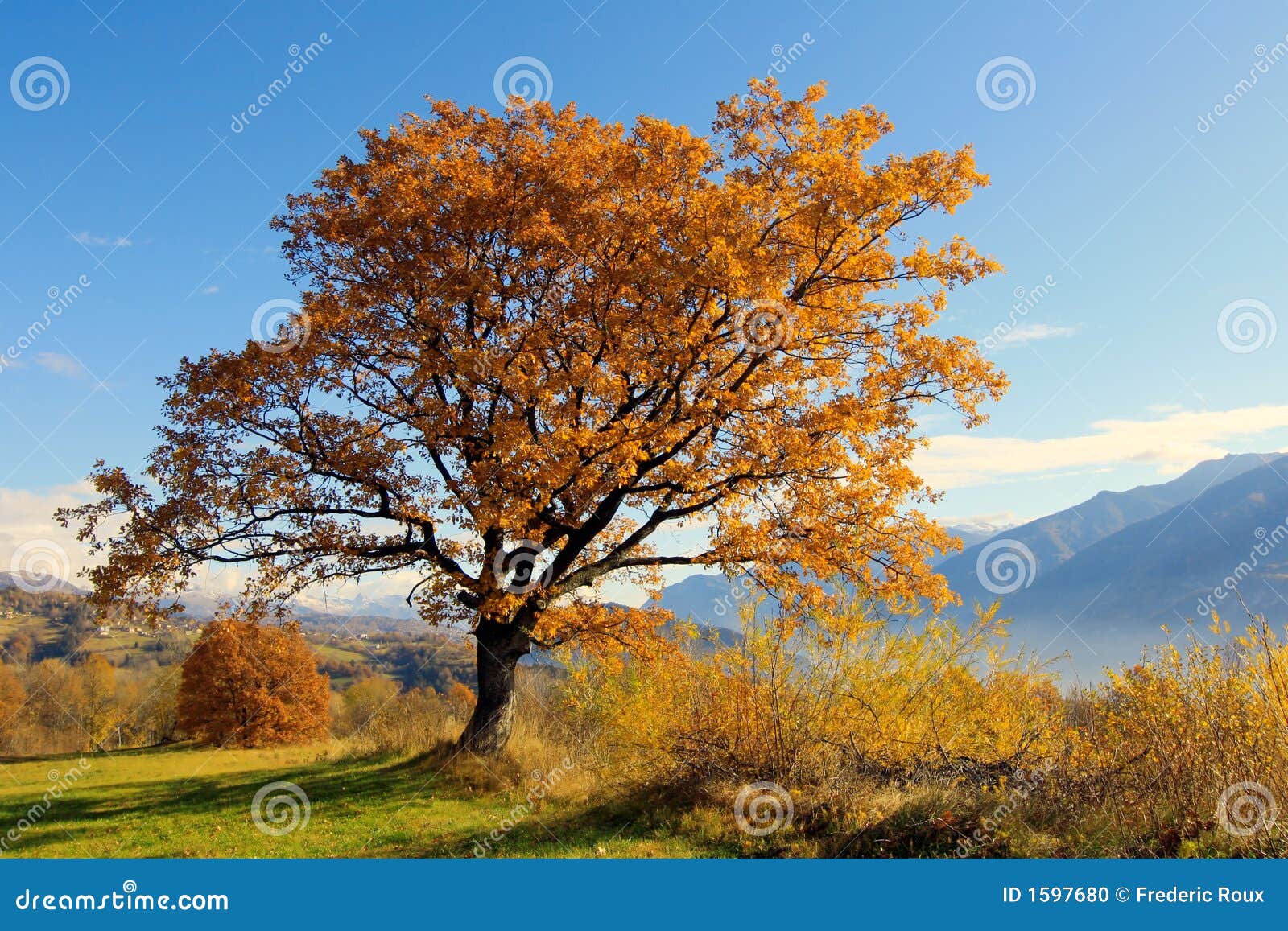 Roble amarillo foto de archivo. Imagen de bosque, hierba - 1597680