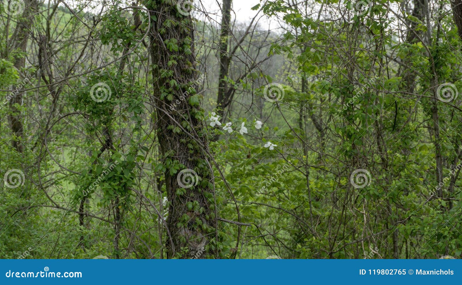 Roble Blanco Con Las Vides Y Las Flores Imagen de archivo - Imagen de ...