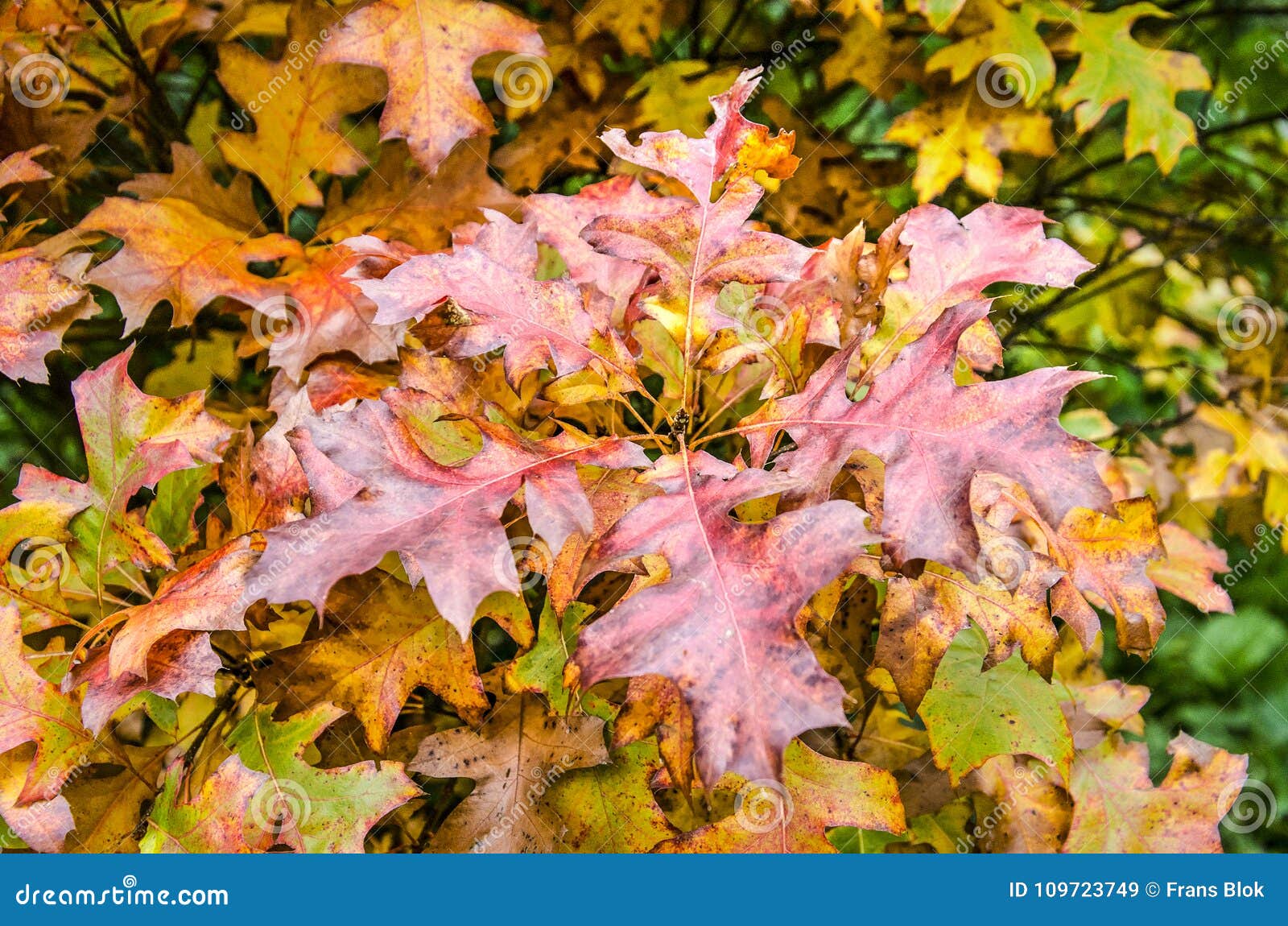 Roble Con Las Hojas Rojizas Imagen de archivo - Imagen de cubo ...
