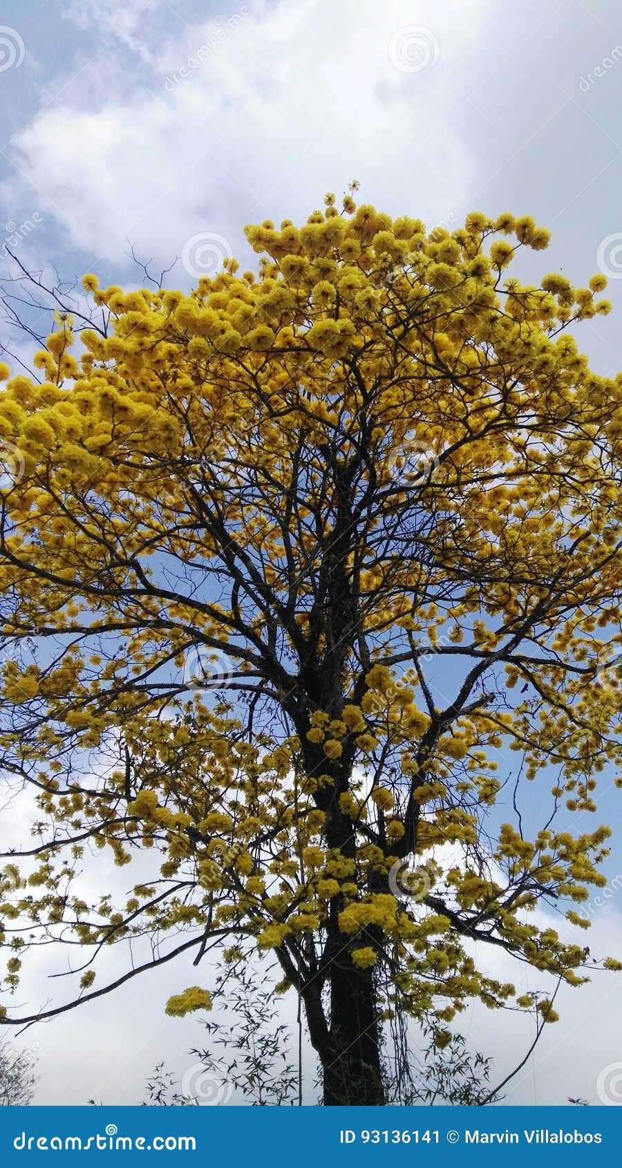 Roble de la sabana imagen de archivo. Imagen de ciclo - 93136141