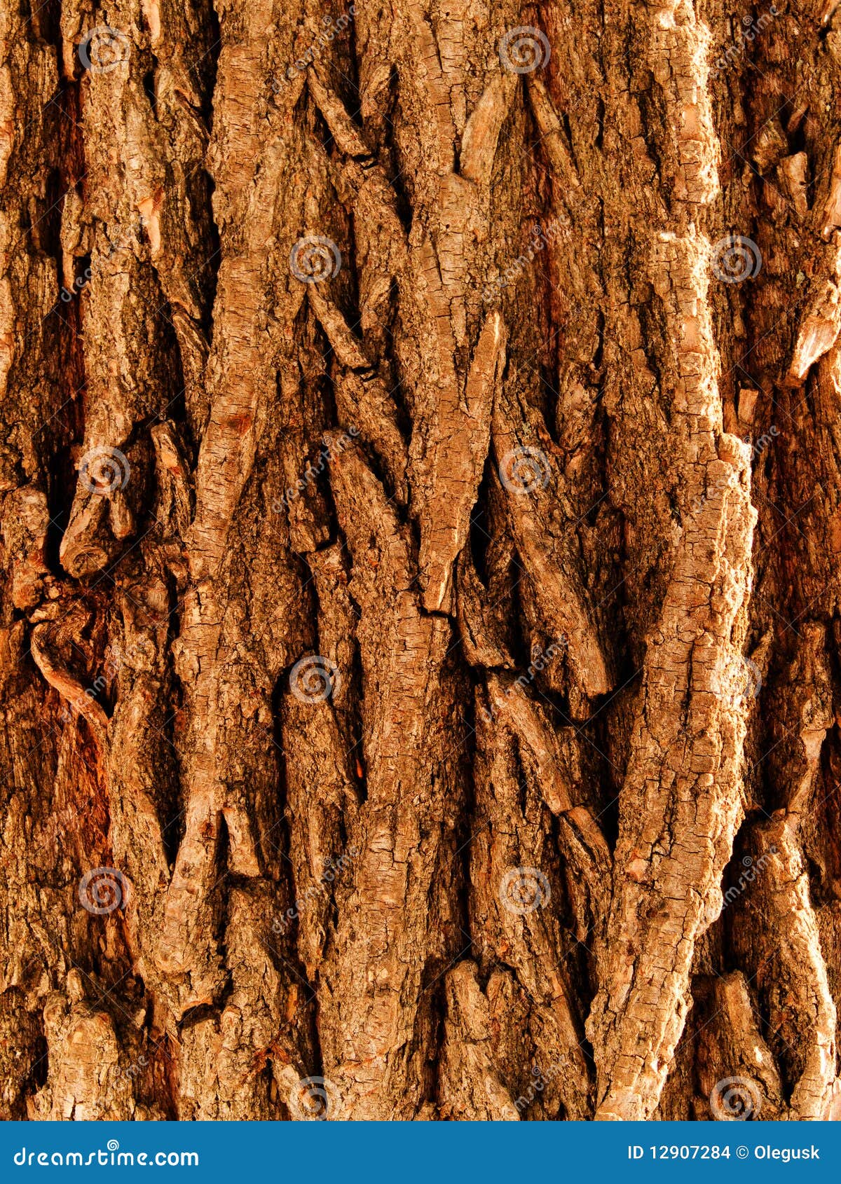 Roble del árbol de corteza foto de archivo. Imagen de texturas - 12907284