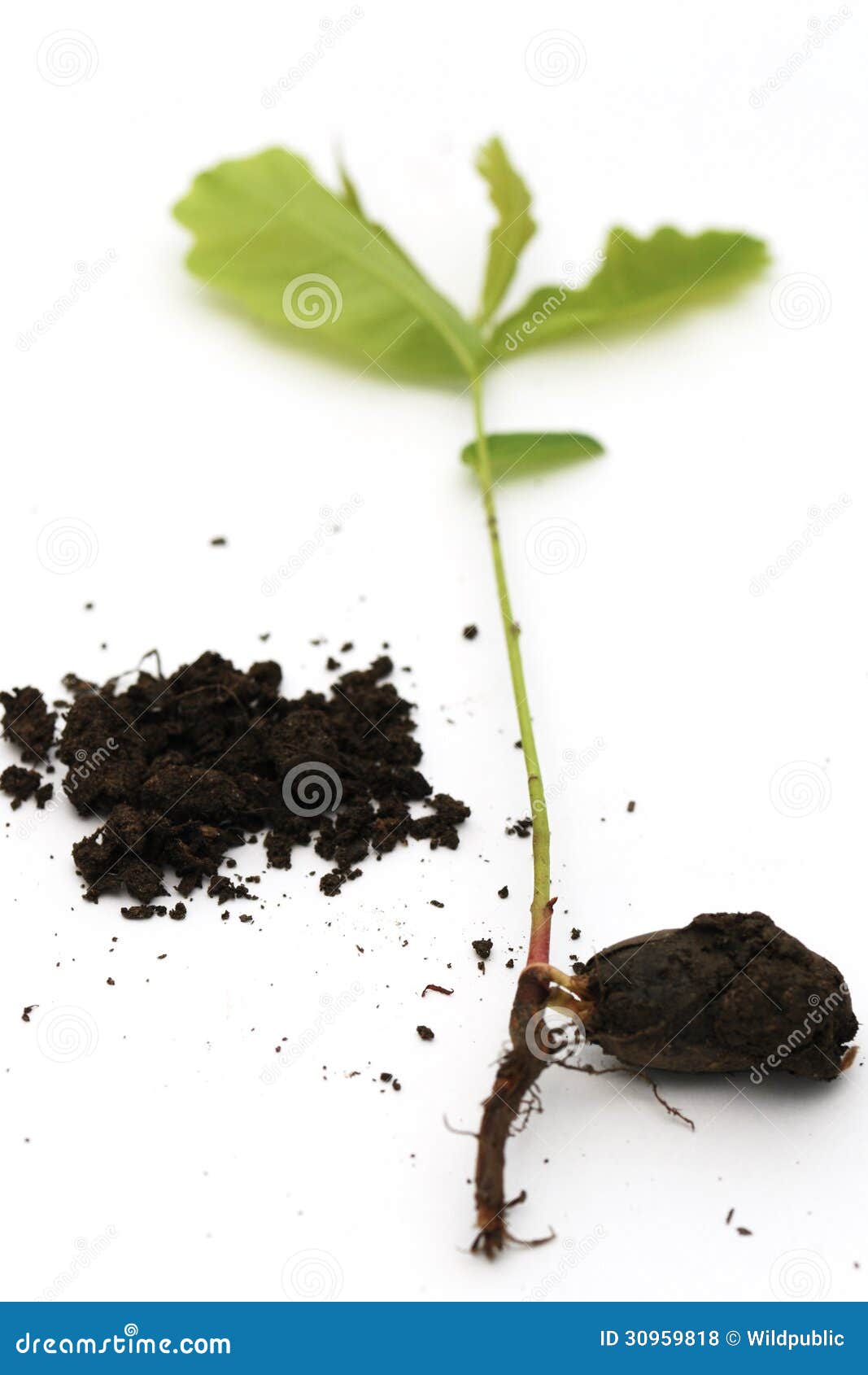 Roble Del Bebé De La Bellota Foto de archivo - Imagen de descendiente ...