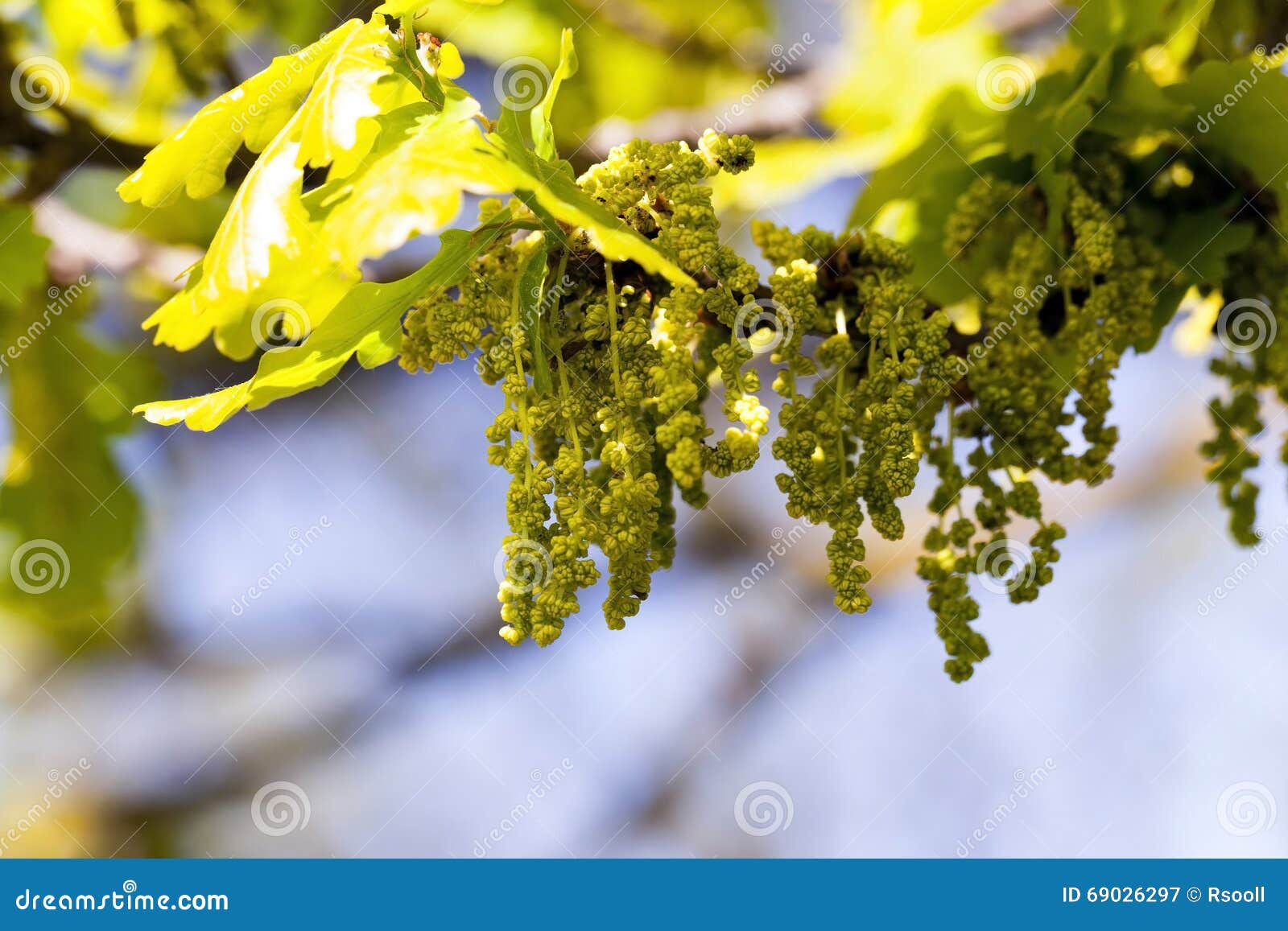Roble Del Primer De La Flor Imagen de archivo - Imagen de roble ...