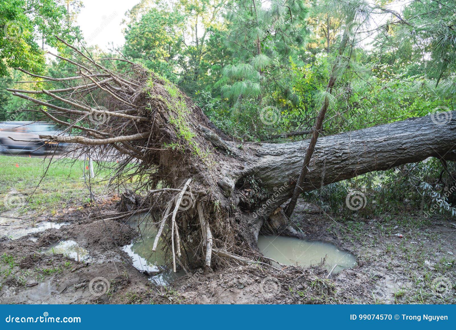 Roble desarraigado foto de archivo. Imagen de tierra - 99074570