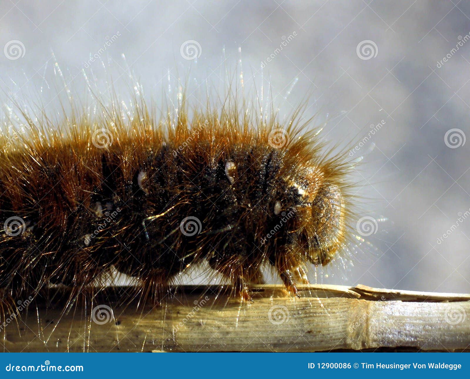 Roble Eggar (quercus Del Lasiocampa) Foto de archivo - Imagen de roble ...