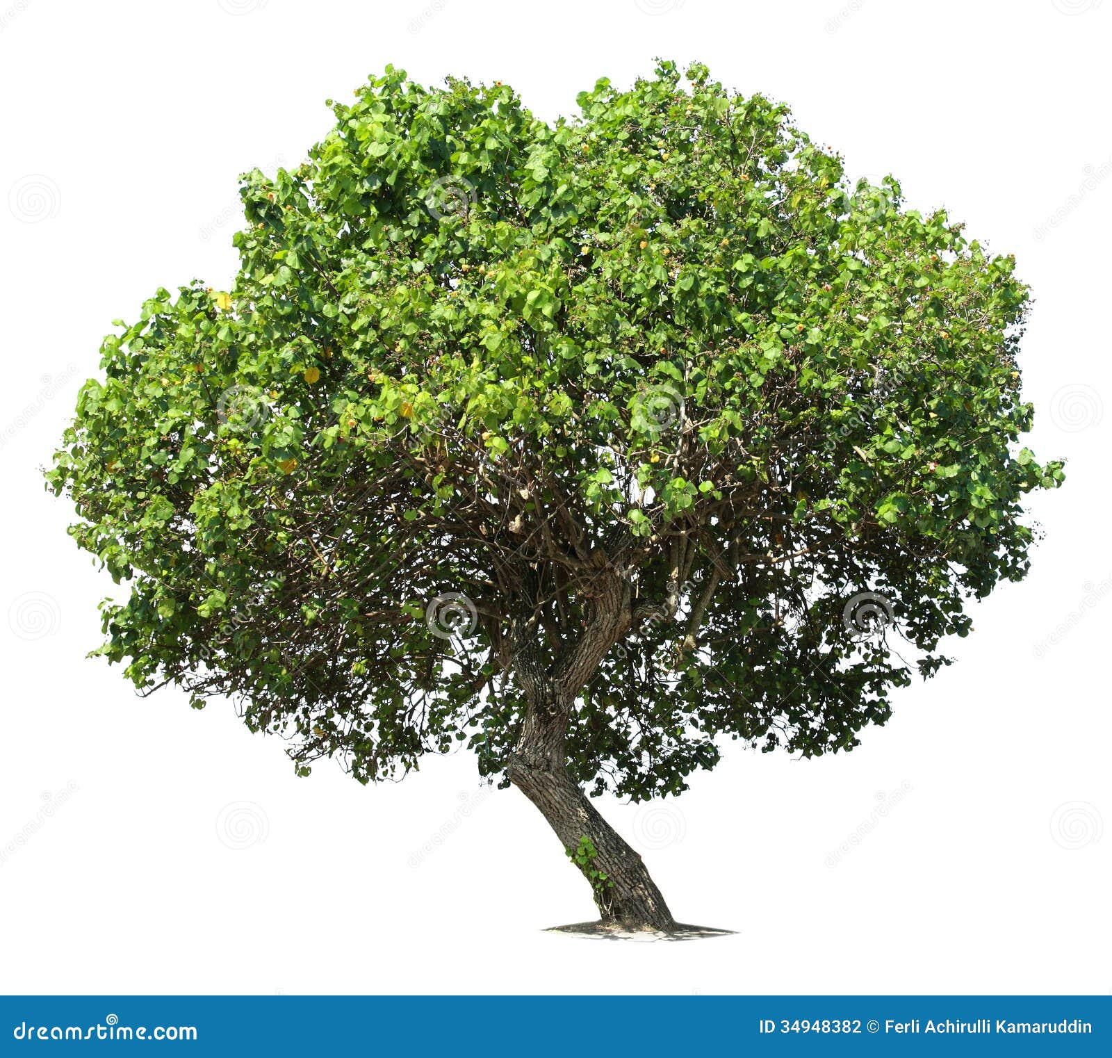 Roble verde grande foto de archivo. Imagen de paisaje - 34948382