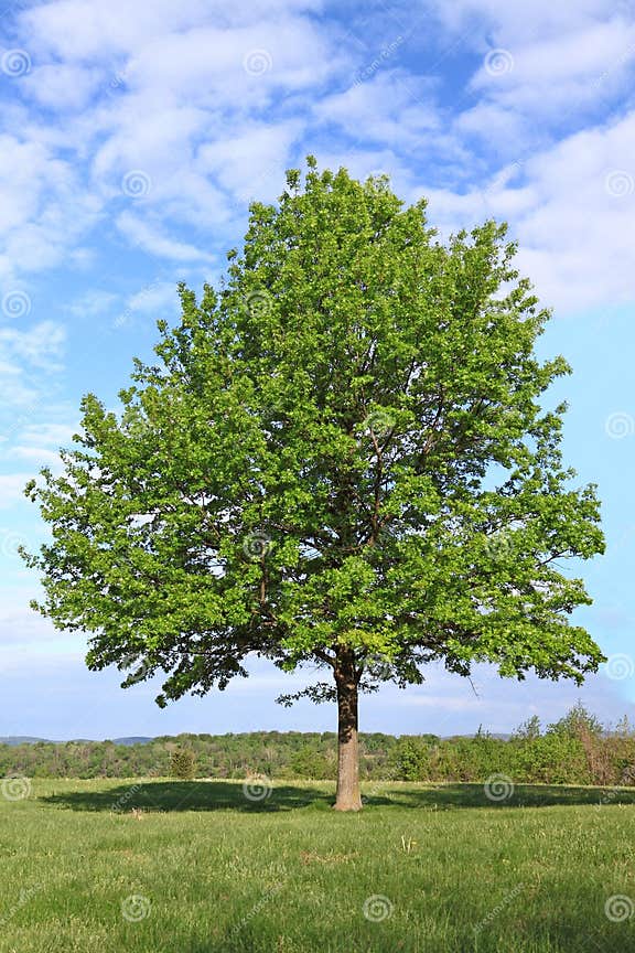 Roble y cielo azul foto de archivo. Imagen de planta - 19336802