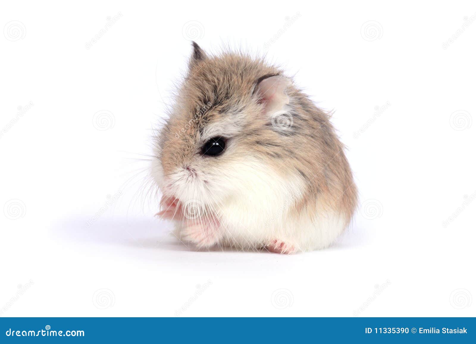 Roborovski hamster stock photo. Image of isolated, mammal - 11335390