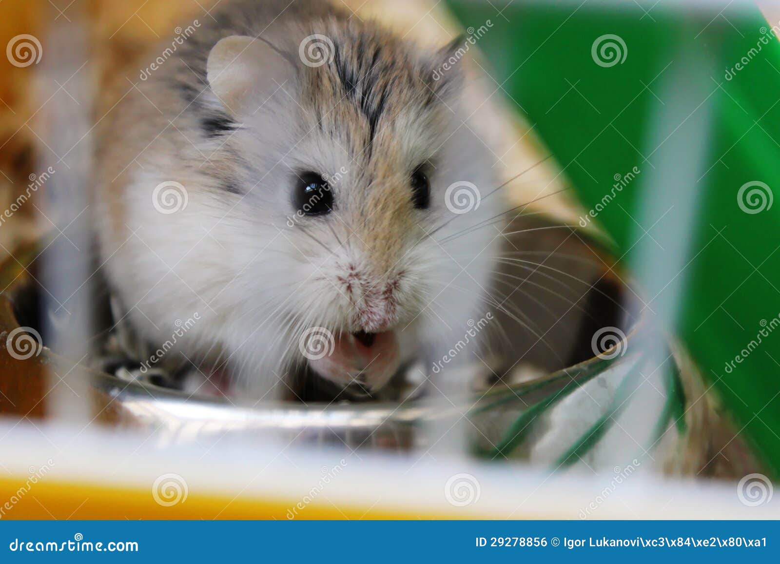 Roborovski hamster stock photo. Image of look, portrait - 29278856