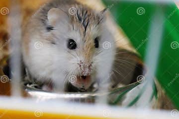 Roborovski hamster stock photo. Image of look, portrait - 29278856