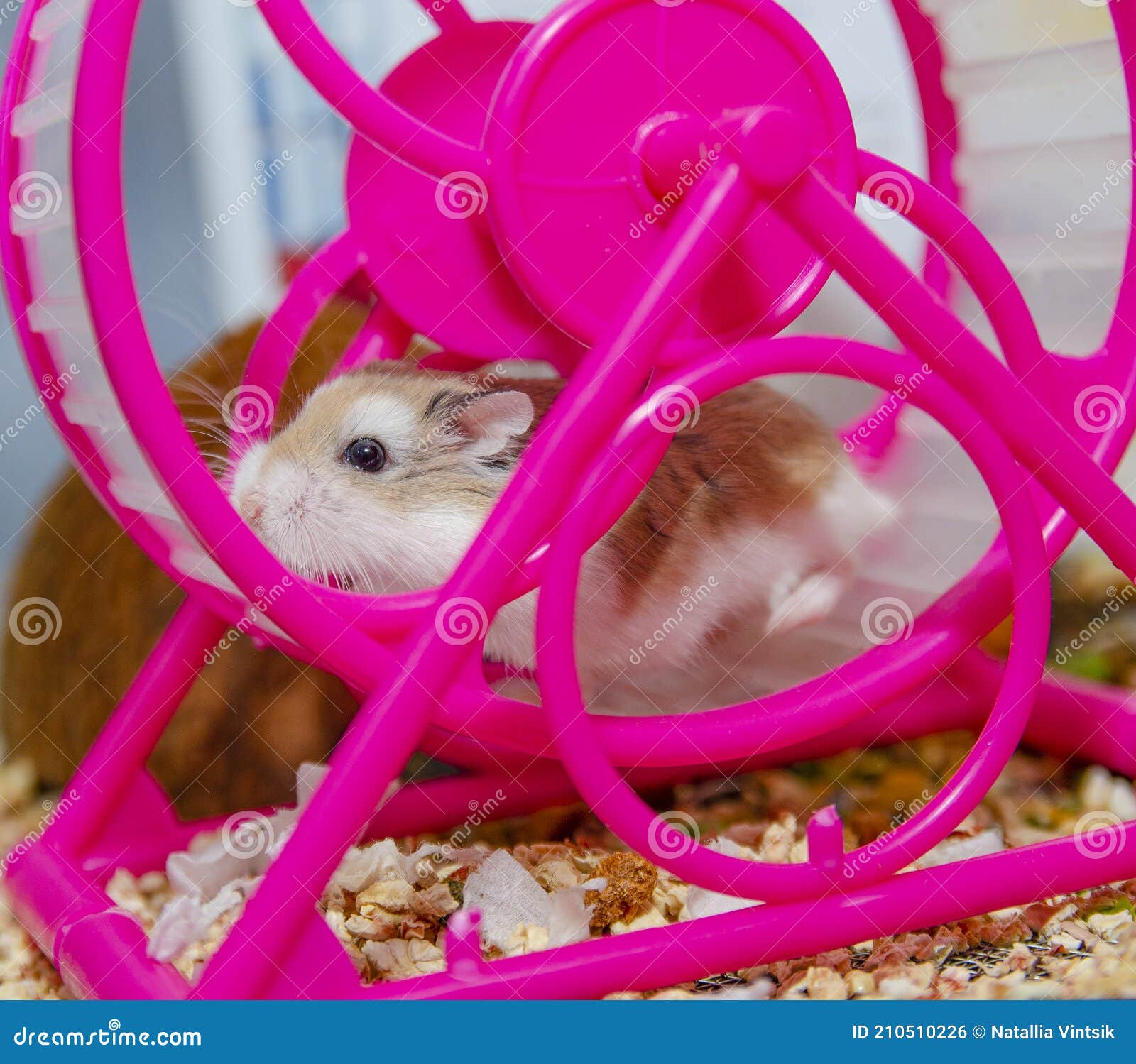 Tiny Roborovski Dwarf Hamsters For Sale As Pets In Street Market, One ...