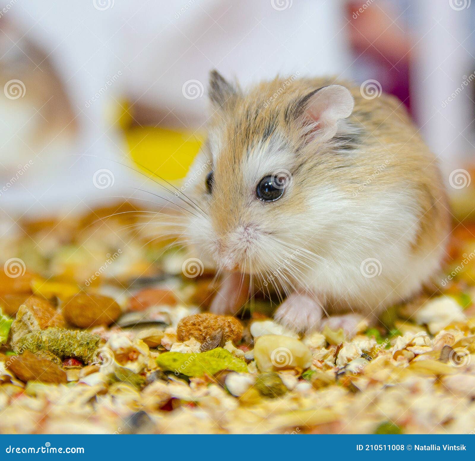 Tiny Roborovski Dwarf Hamsters For Sale As Pets In Street Market, One ...