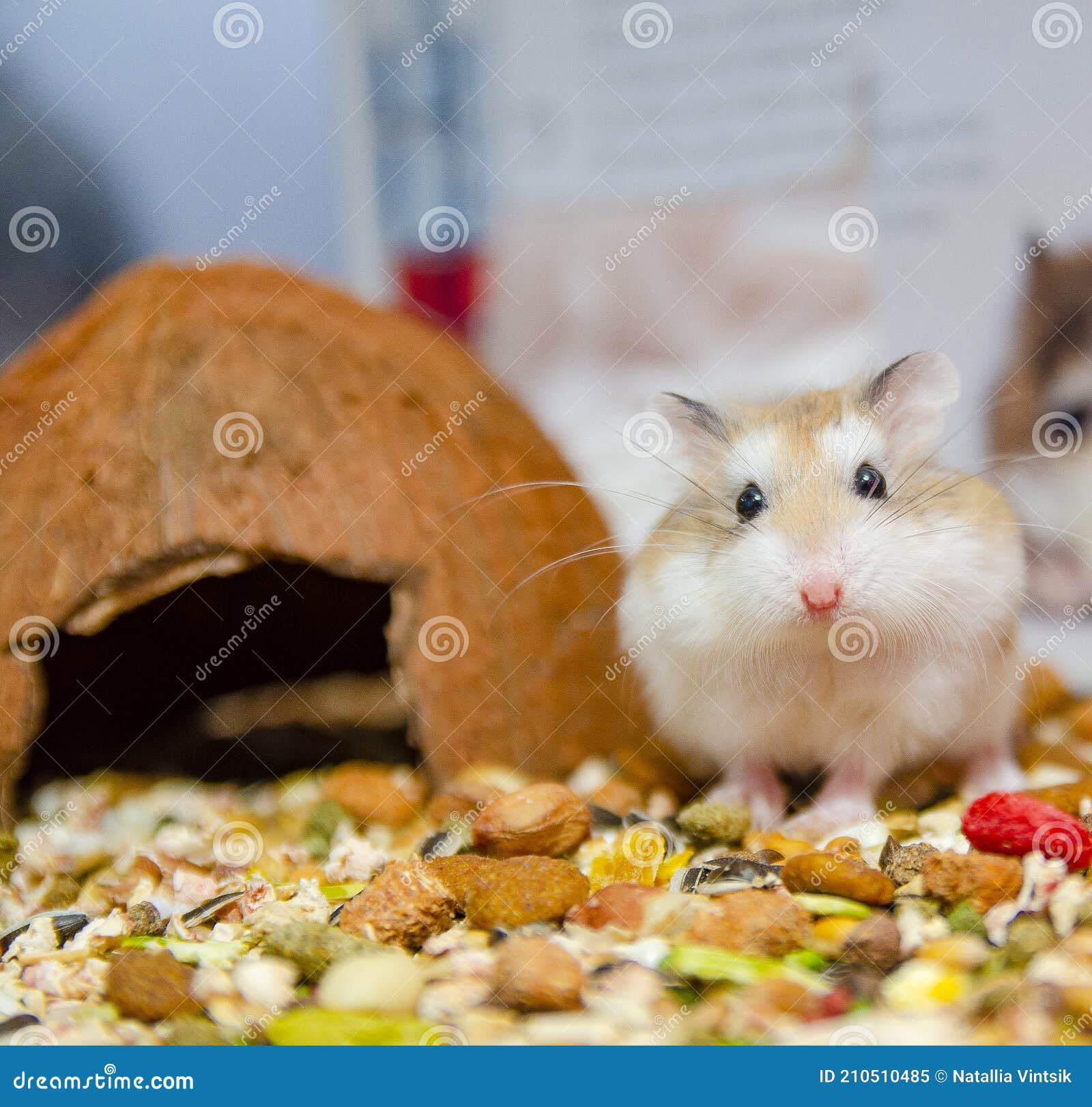 Roborovski Hamster Looking Curious Royalty-Free Stock Photography ...
