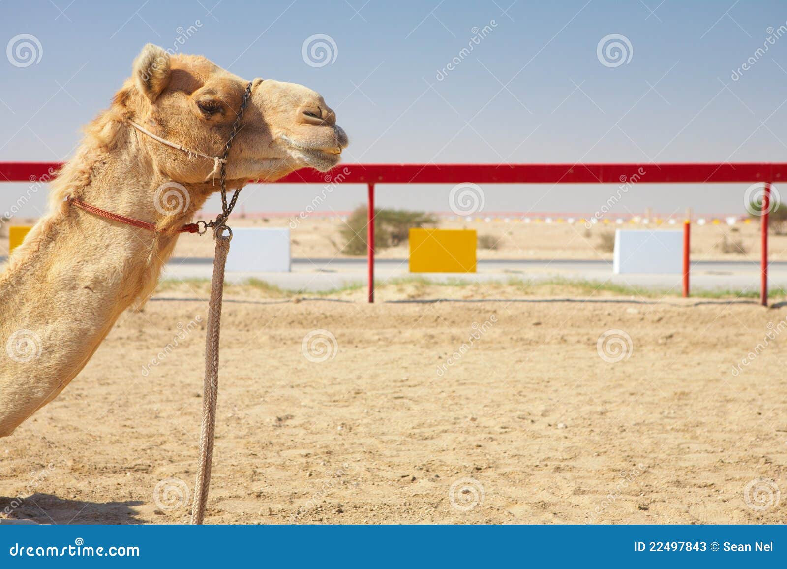 Robot camel racing stock image. Image of racetrack, blue - 22497843