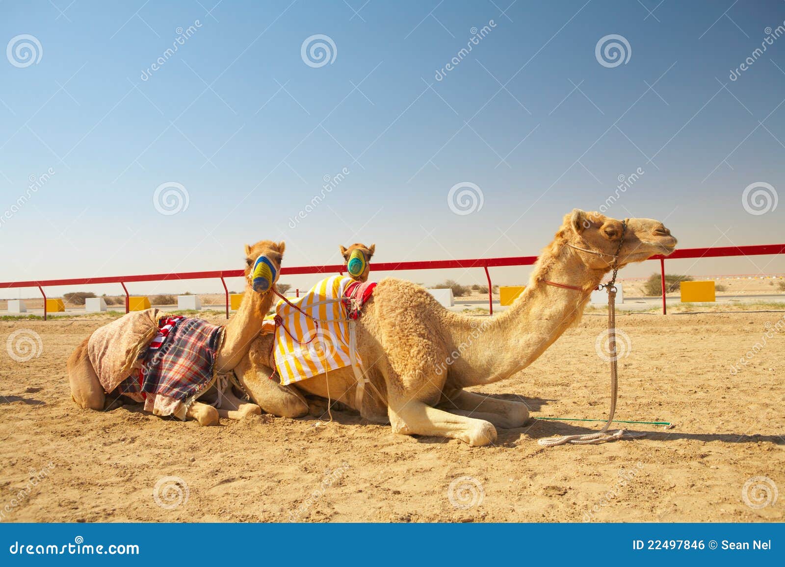 Robot camel racing stock photo. Image of race, robot - 22497846