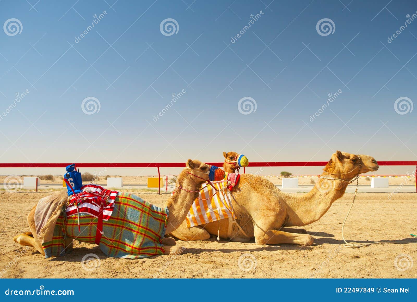 Robot camel racing stock image. Image of colorful, desert - 22497849
