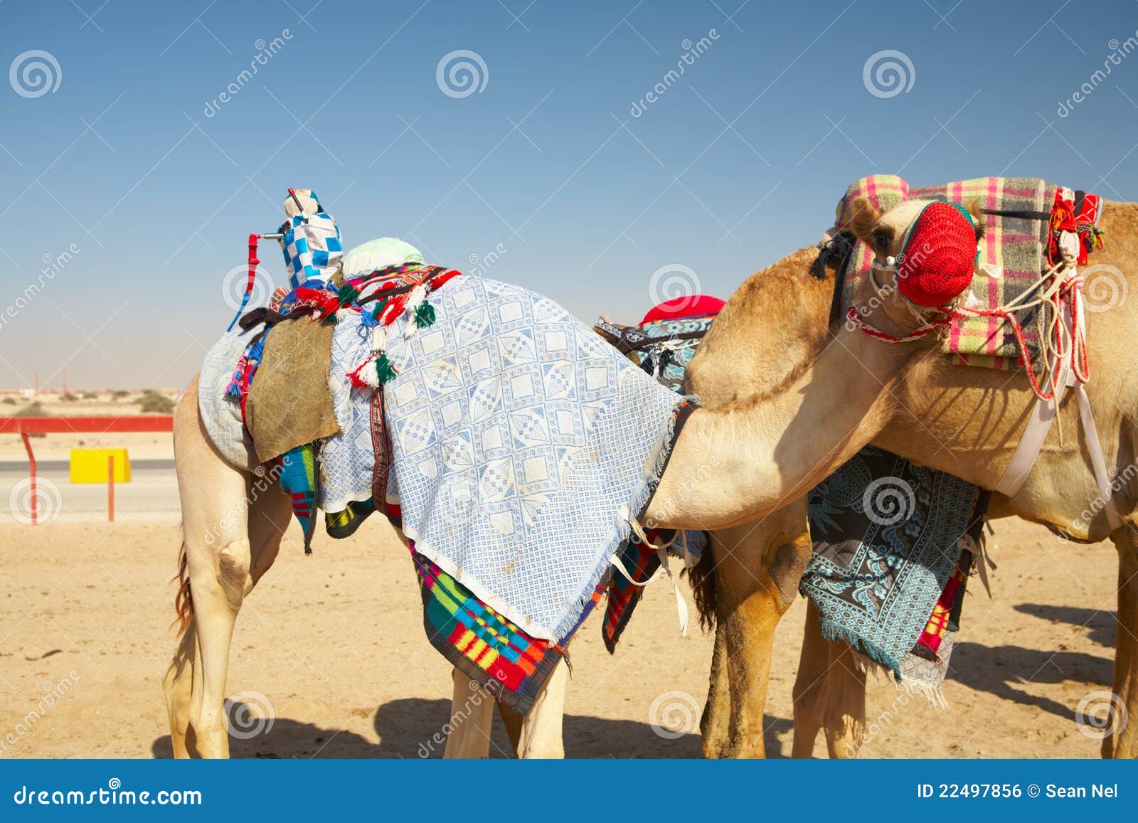 Robot camel racing stock photo. Image of muzzle, qatar - 22497856