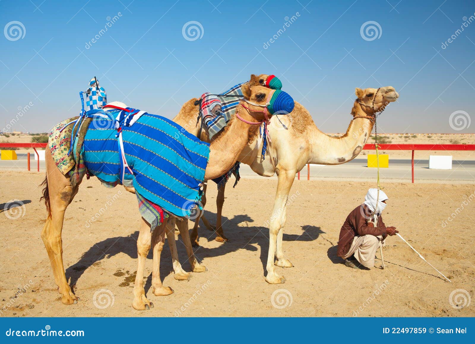 Robot camel racing stock image. Image of racetrack, leashes - 22497859