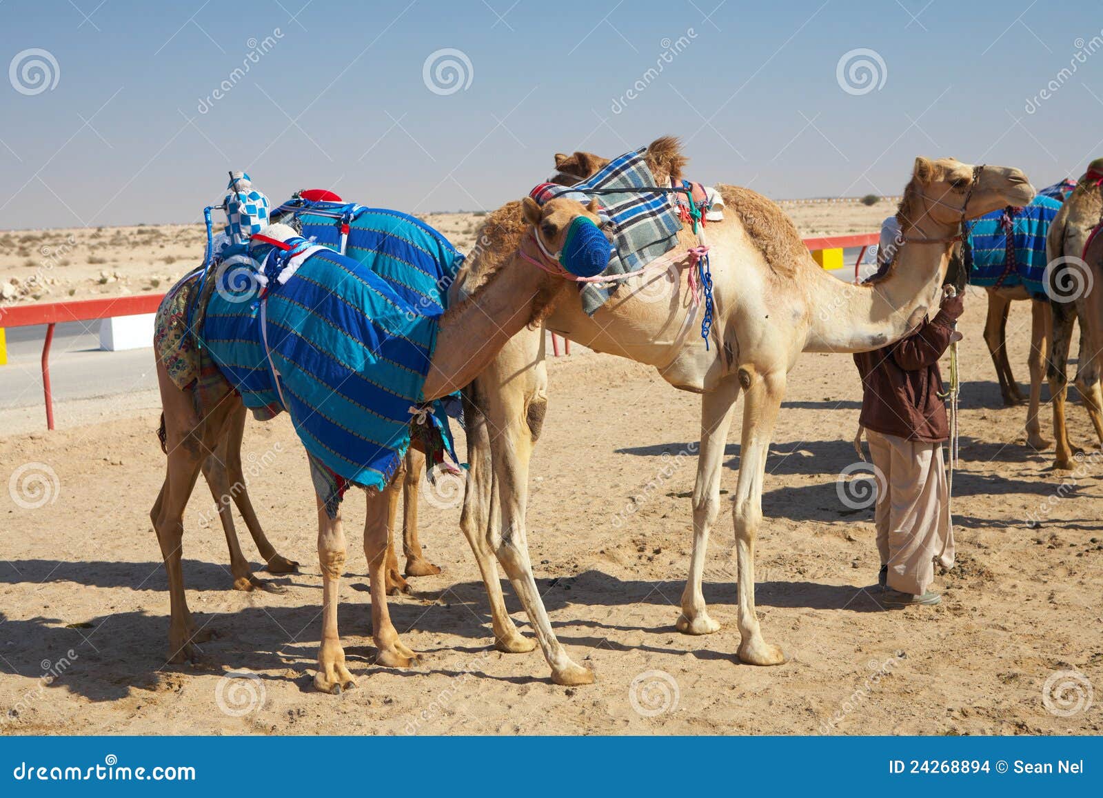 Robot camel racing stock photo. Image of colorful, muzzled - 24268894