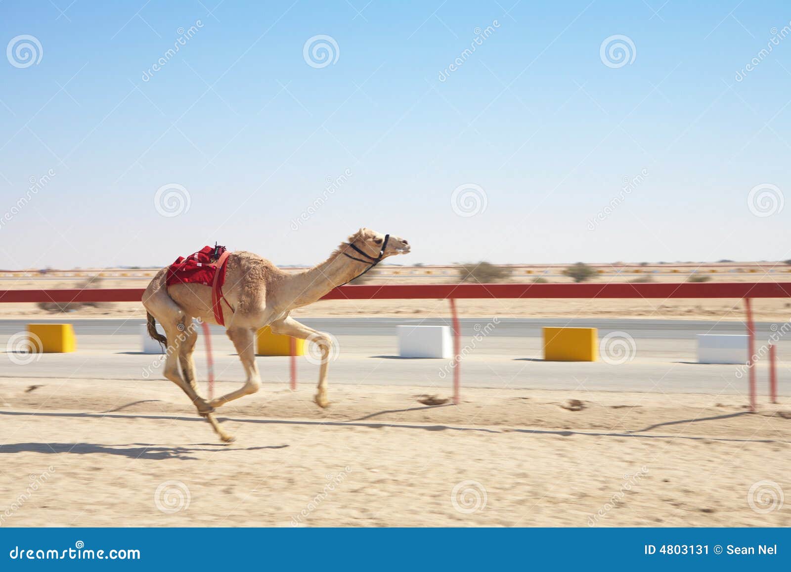 Robot camel racing stock image. Image of racing, races - 4803131