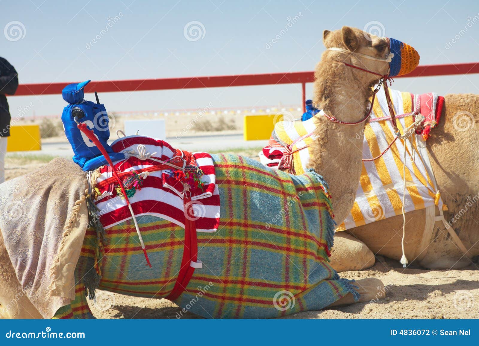 Robot camel racing stock photo. Image of controlled, track - 4836072