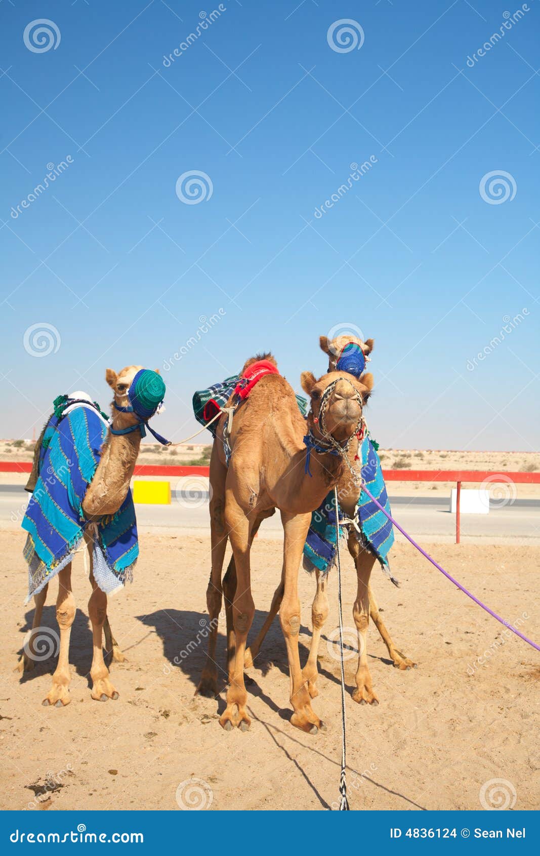 Robot camel racing stock photo. Image of leashes, middle - 4836124