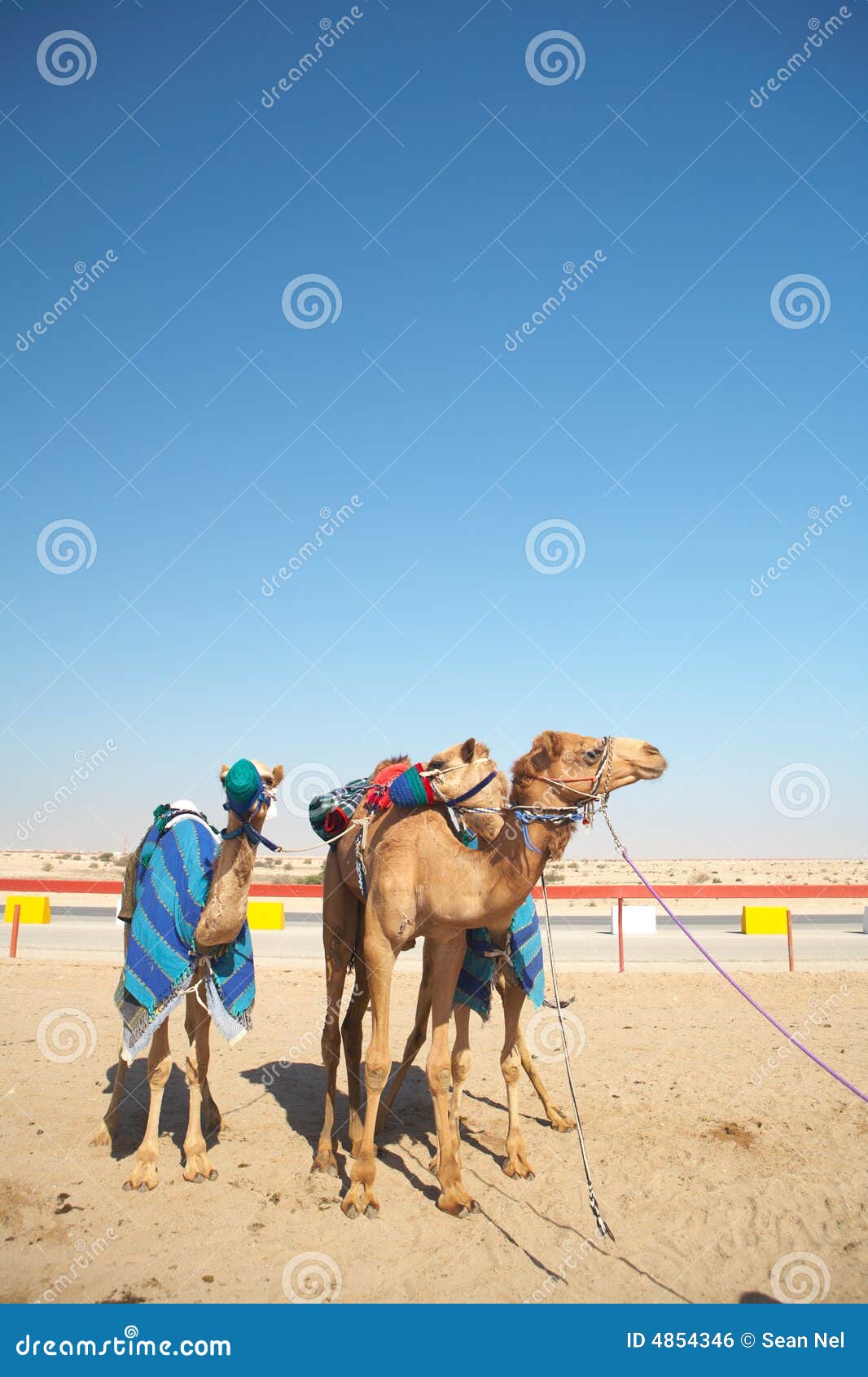 Robot camel racing stock photo. Image of sand, saddles - 4854346
