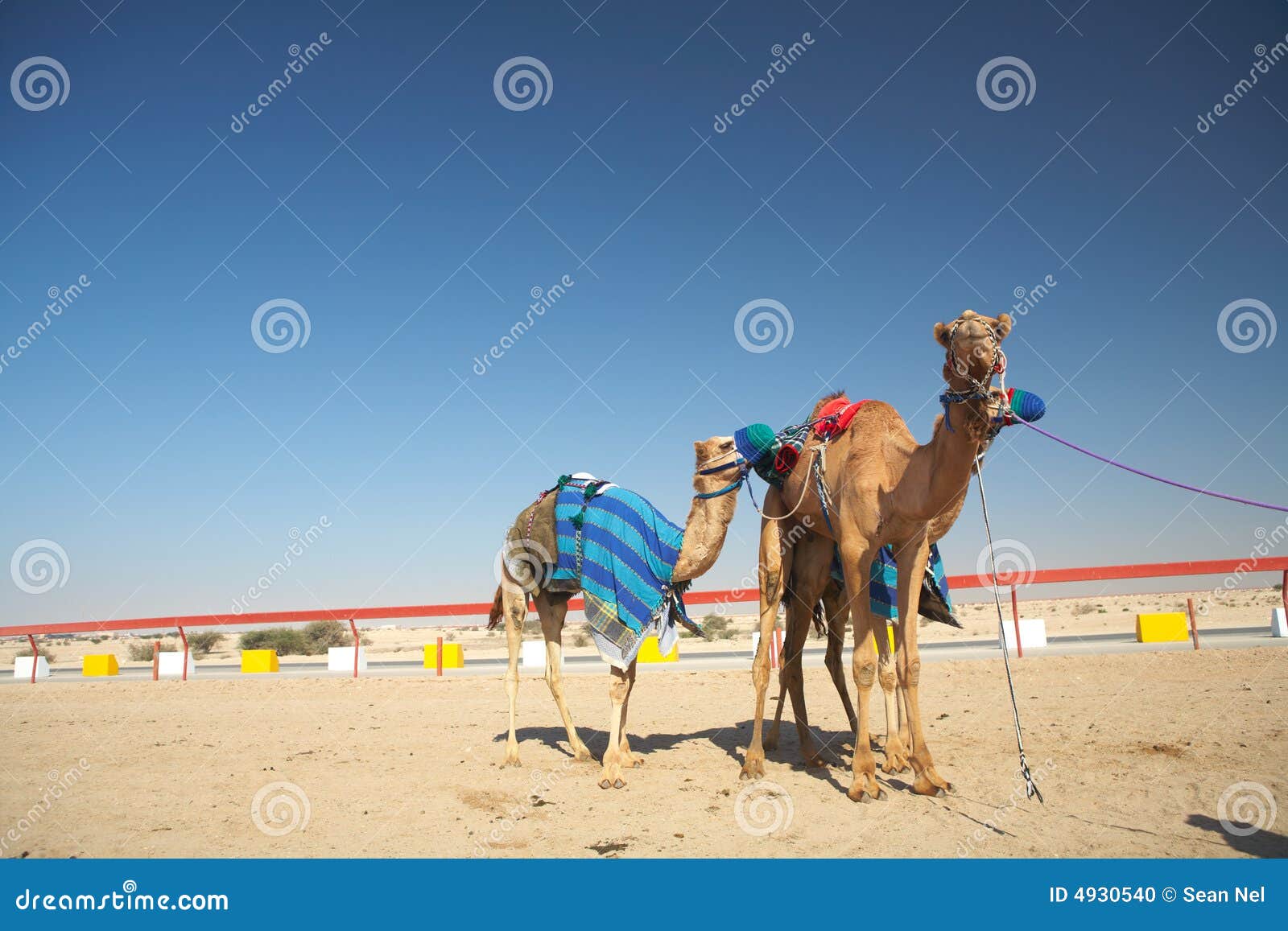 Robot camel racing stock photo. Image of standing, legs - 4930540
