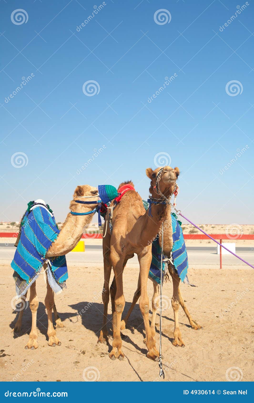 Robot camel racing stock photo. Image of colourful, standing - 4930614