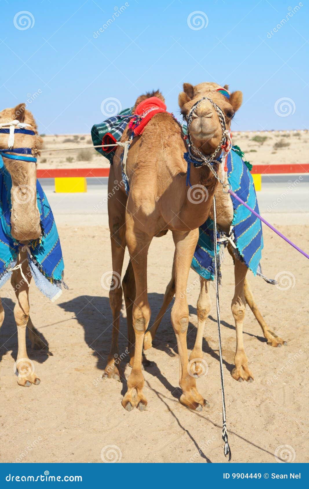 Robot Controlled Camel Racing Stock Image - Image of animal, legs: 9904449