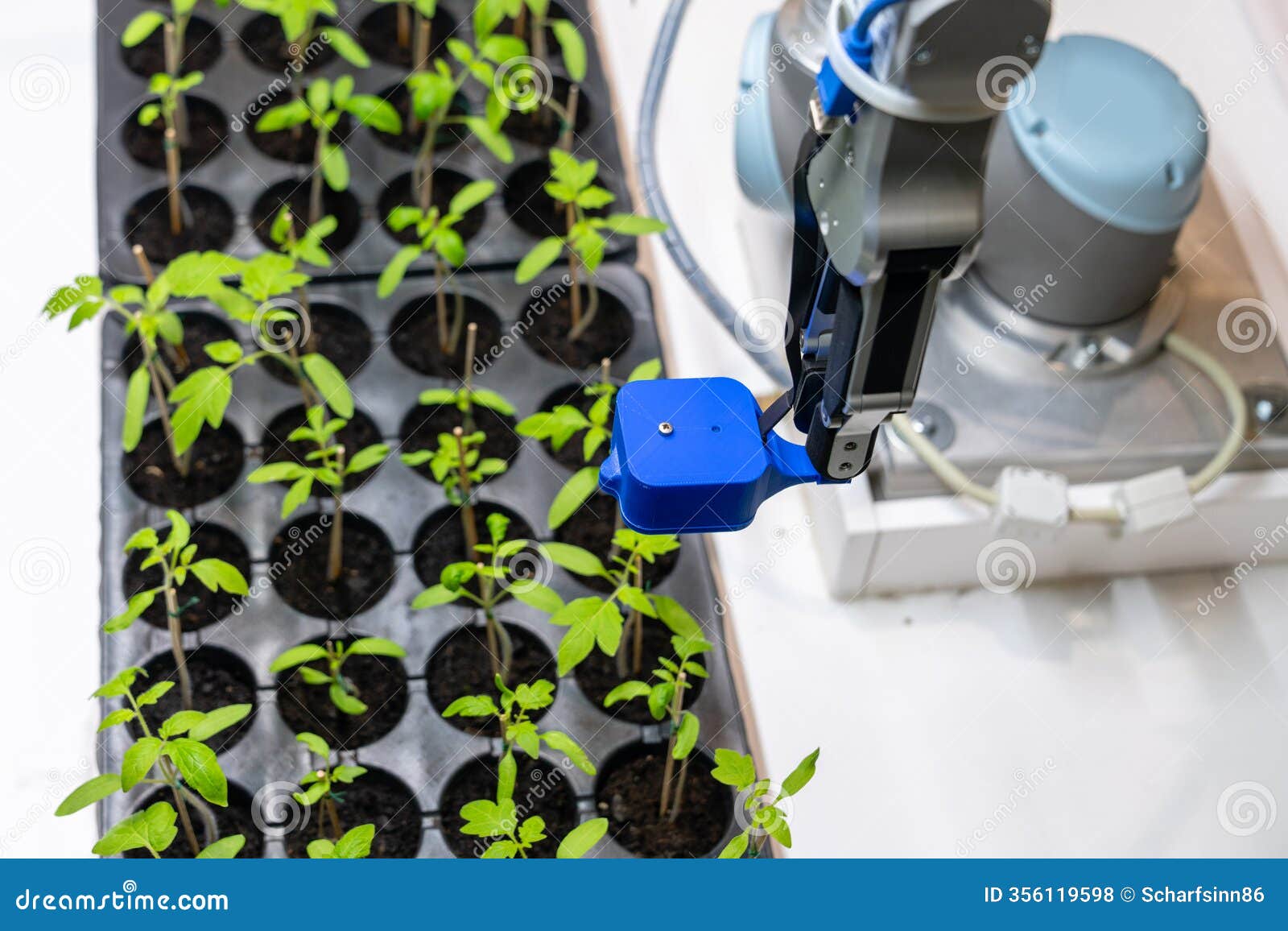 A Robot in a Greenhouse Evaluates the Quality of Tomato Seedlings Using ...
