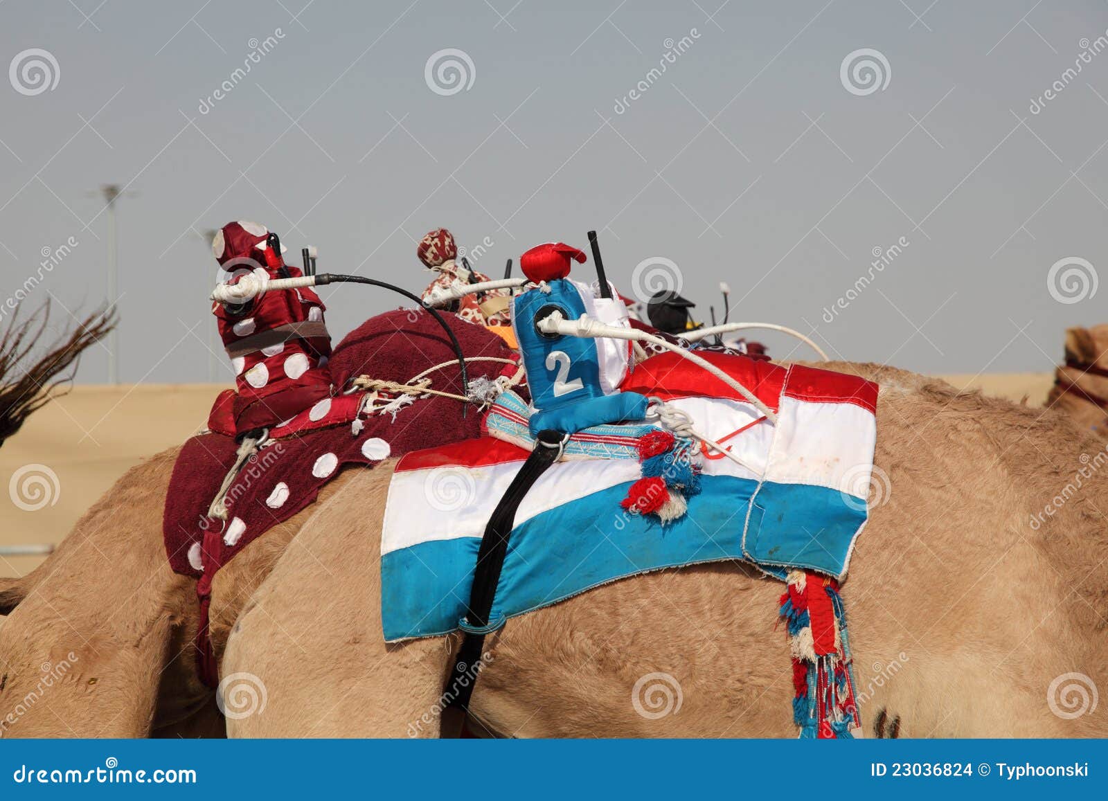 Robot Jockeys on Racing Camels Stock Photo - Image of middle, animal ...