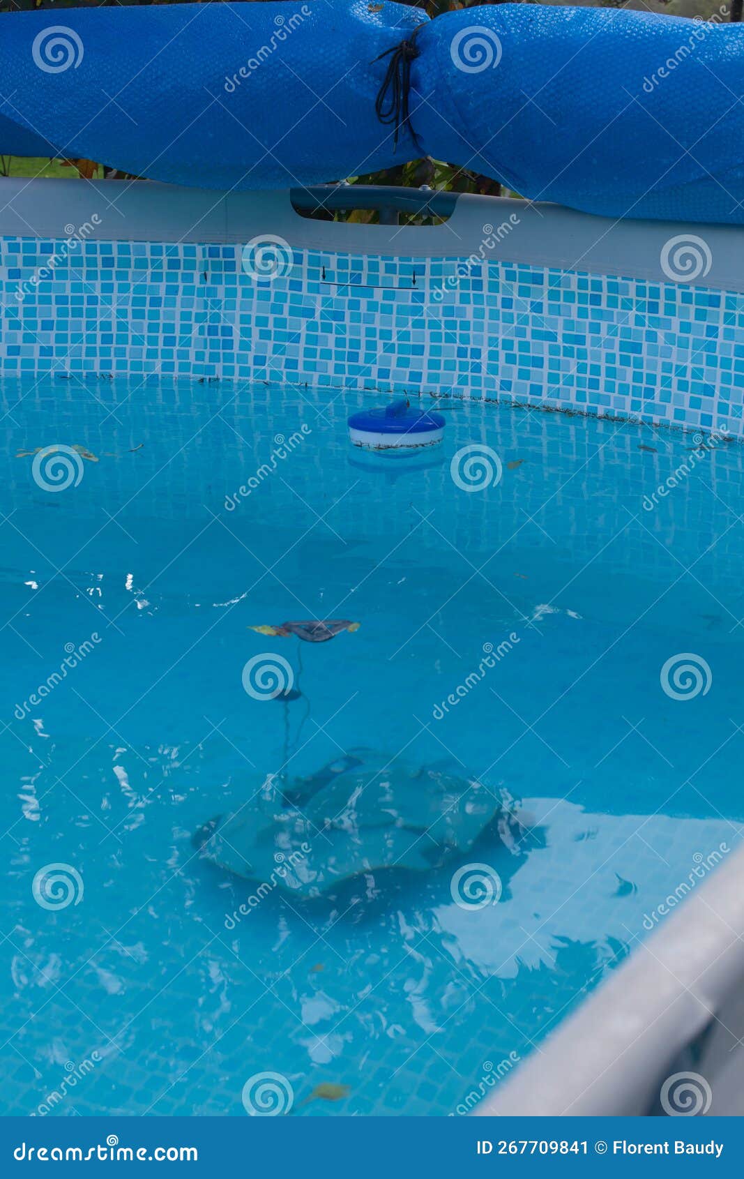 A Swimming Pool Robot Vacuum is in the Dirty Water of the Swimming Pool ...