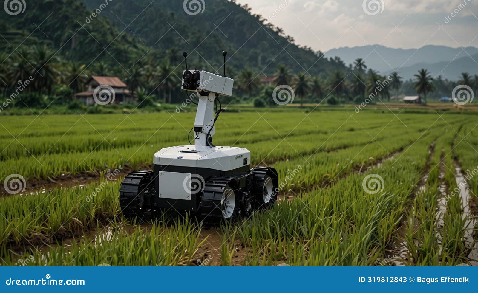 Robotic System in Rice Fields. AI Generated Image Stock Image - Image ...