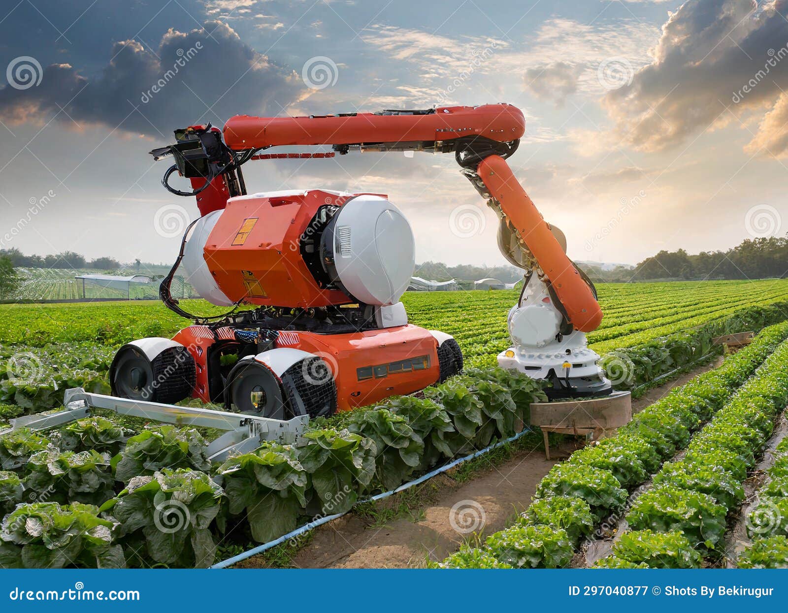 Robot Harvesting System in Vegetable Field Stock Image - Image of field ...
