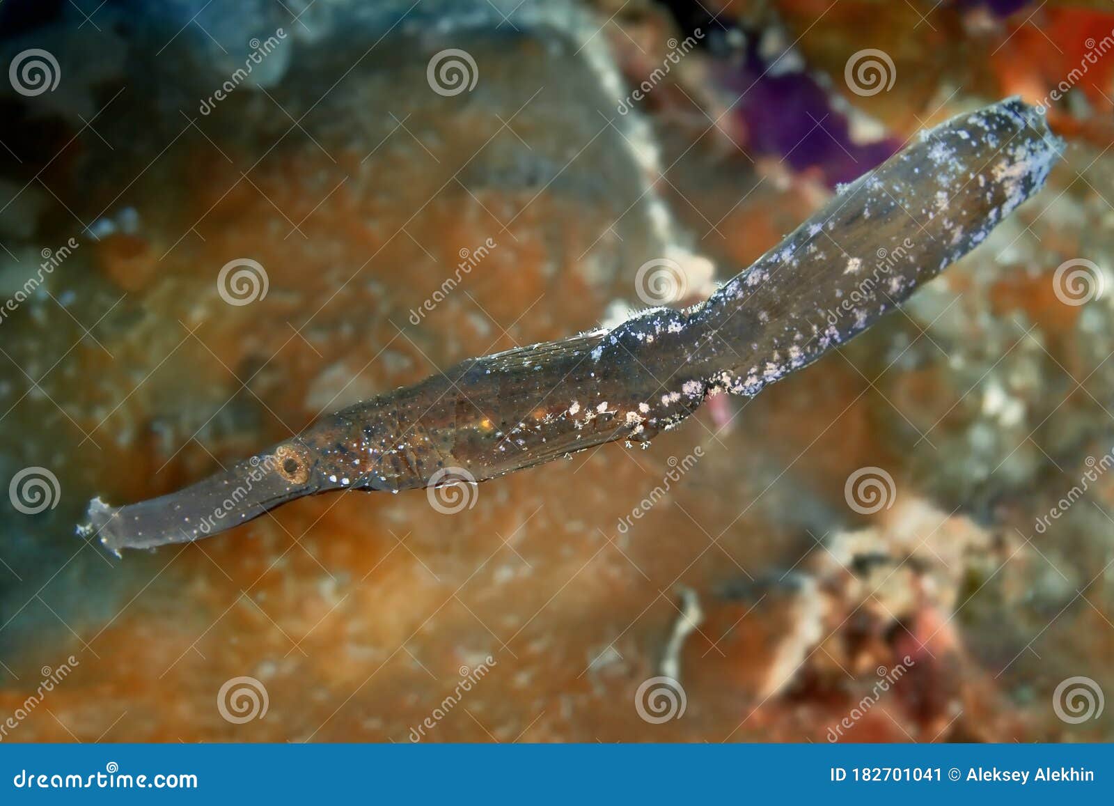 Robust Ghost Pipe Fish. Underwater Macro Photography Stock Image ...