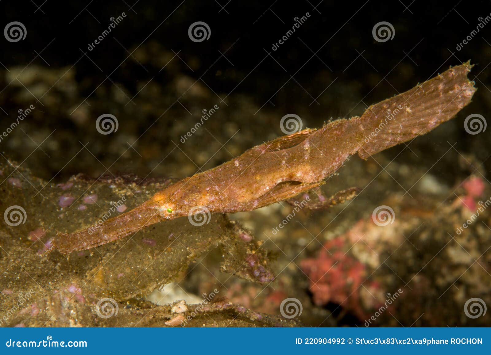 Robust ghost pipefish fish stock photo. Image of indonesia - 220904992