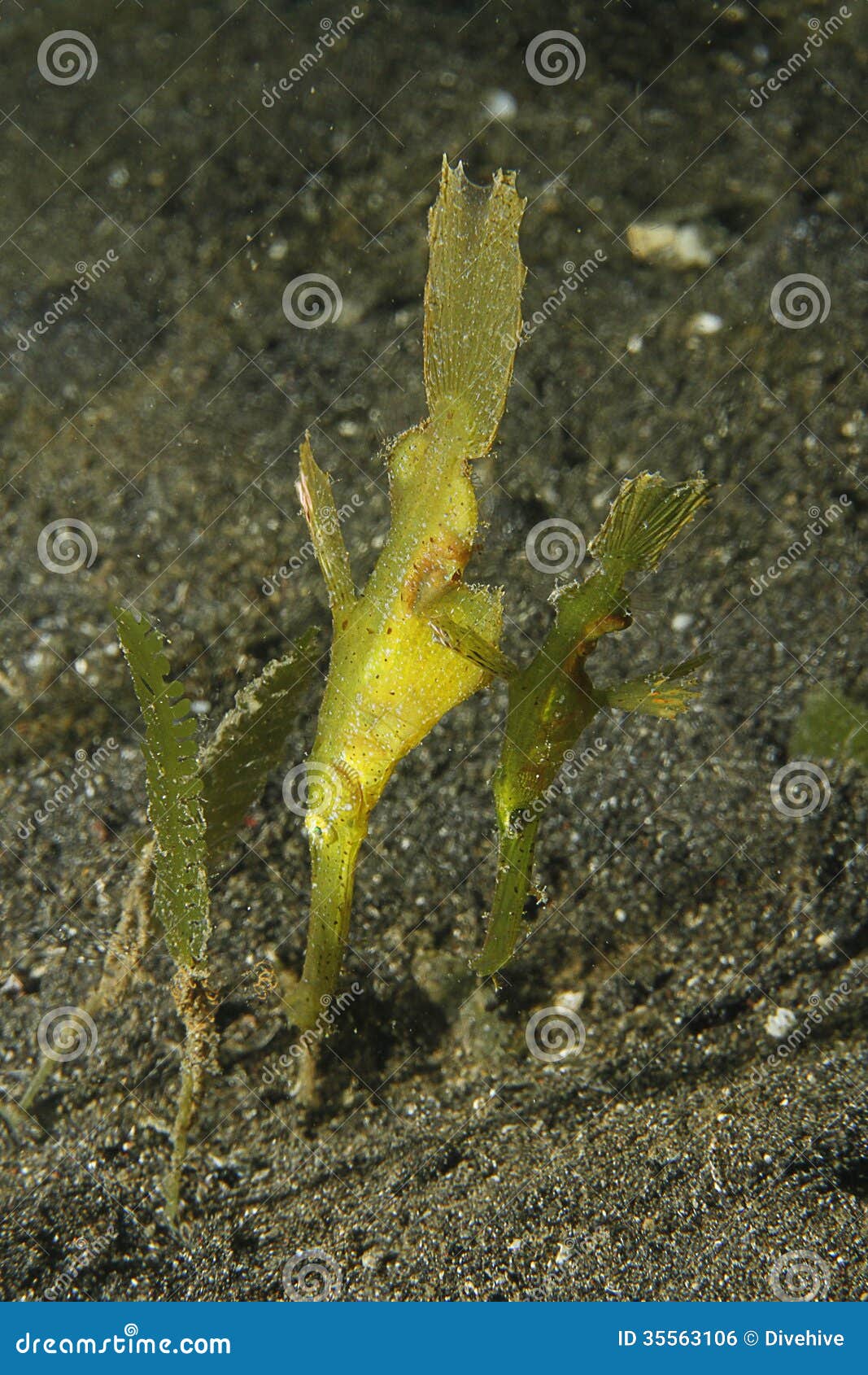 Robust ghost pipefish stock photo. Image of lembeh, diving - 35563106